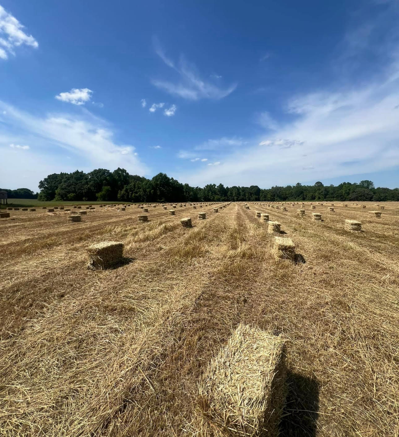Georgia's #1 Bulk Wheat Straw Supplier | Irwin Farms
